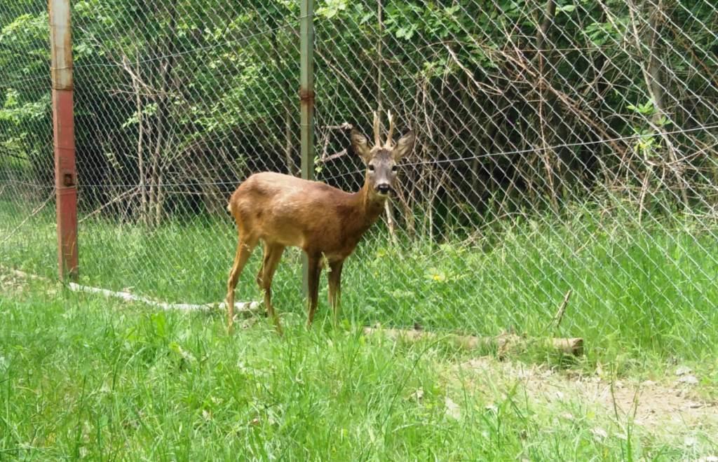 ALEXANDRA: Green Codru – parcul din inima pădurii | LOGO paper